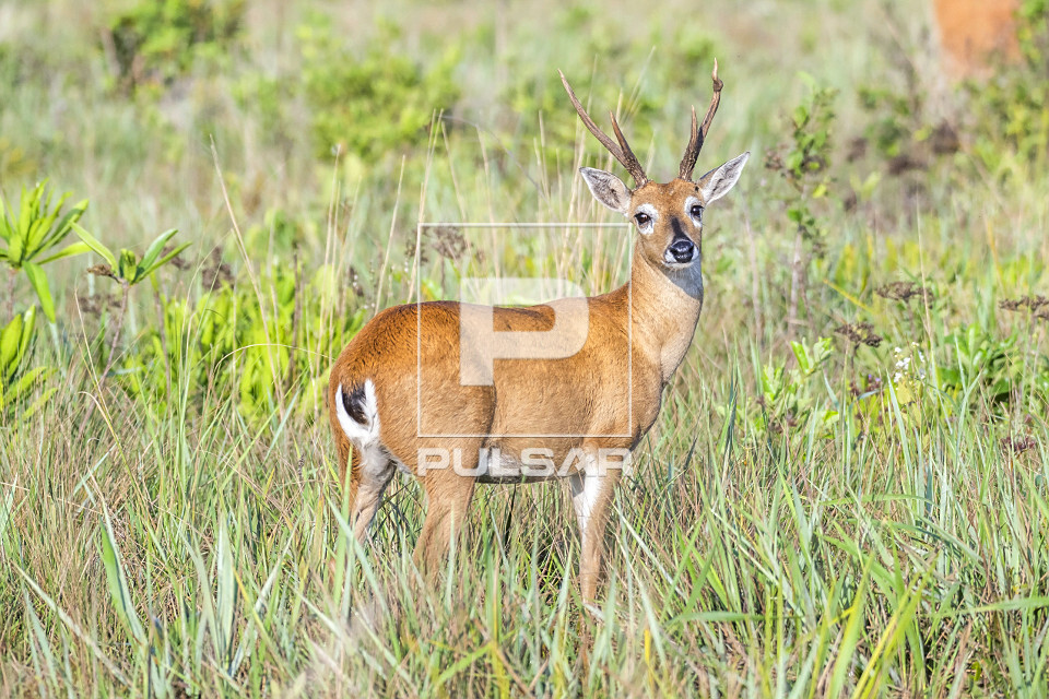 Veado-campeiro em meio à vegetação do cerrado - Parque Nacional das ...