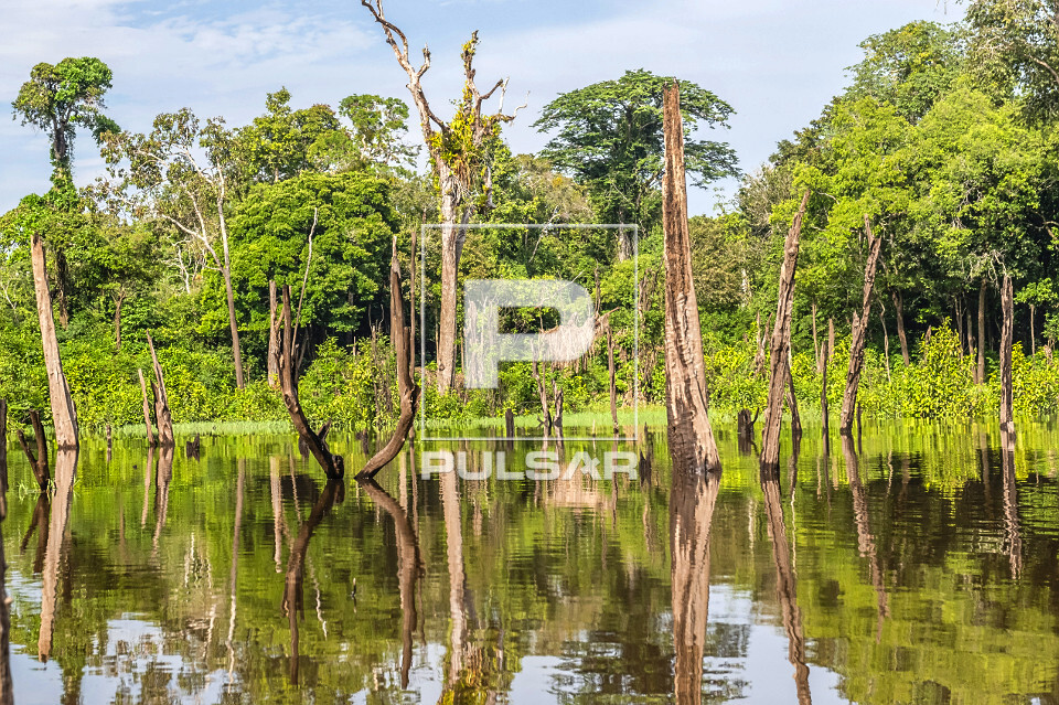 Área de várzea alagada e floresta amazônica | Pulsar Imagens | Banco ...