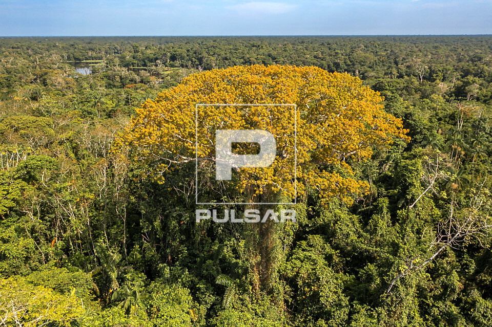 Vista de drone de árvore samaúma na floresta amazônica | Pulsar Imagens ...