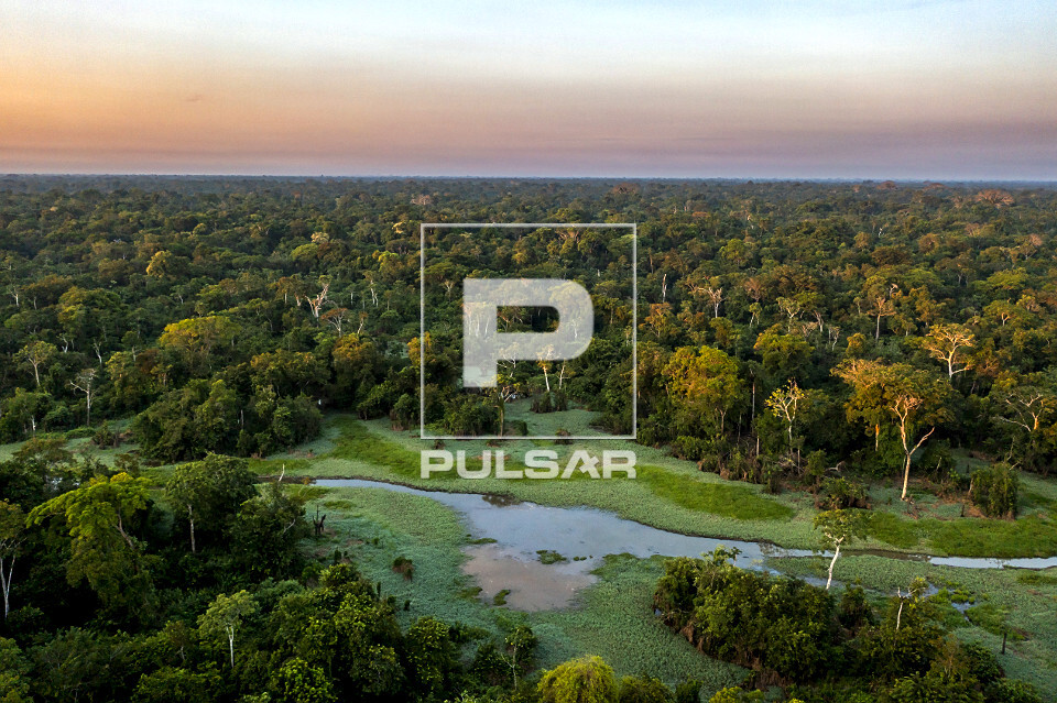 Vista de drone de floresta amazônica em área de várzea alagada | Pulsar ...