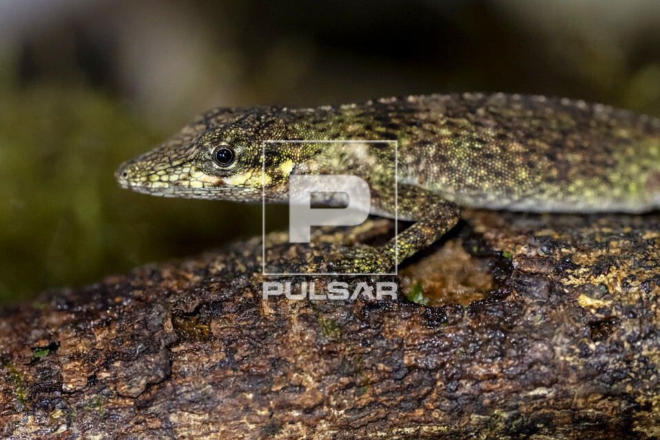 Detalhe de lagarto sobre tronco - Serra do Imeri - Parque Nacional do ...