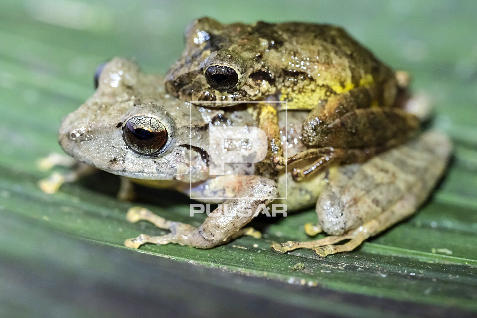 Casal de sapo em cópula na Serra do Imeri - Parque Nacional do Pico da ...