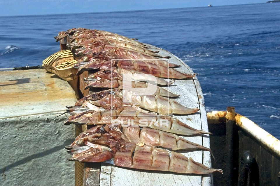 Barco De Pesca Com Peixe Barco De Pesca Que Pesca O Peixe Na Vista
