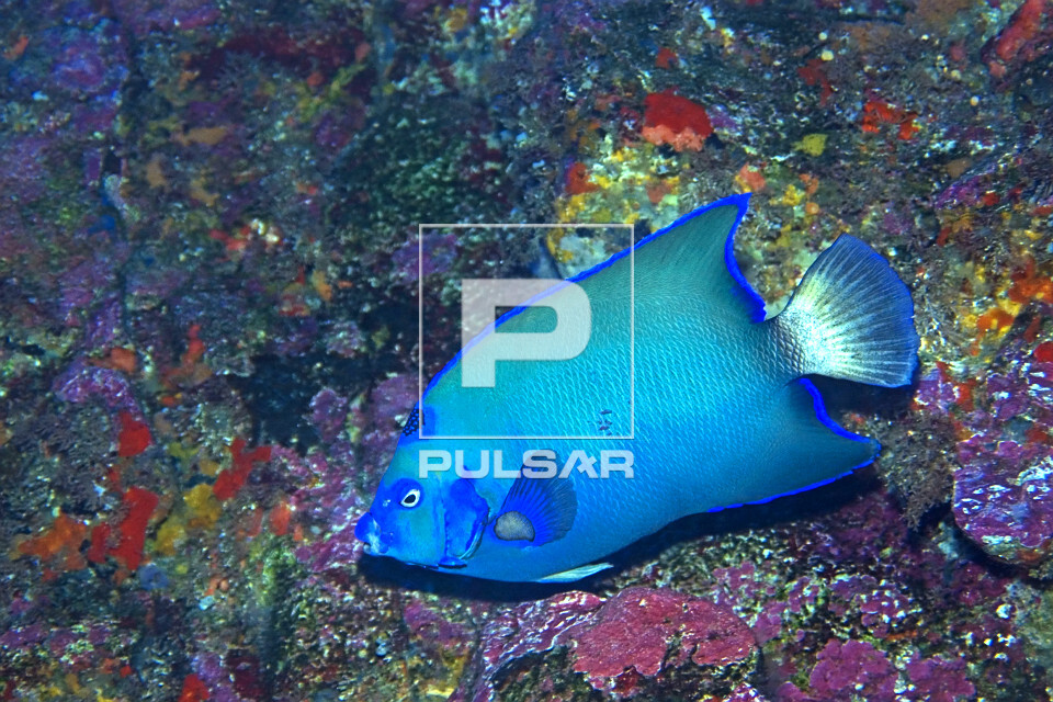 Peixe Anjo Raro Peixes De Aquário: As Dez Espécies Favoritas