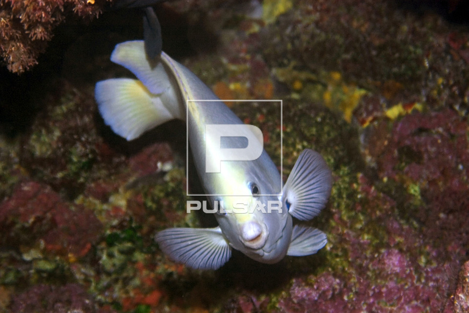 Peixe Anjo Raro Peixes De Aquário: As Dez Espécies Favoritas