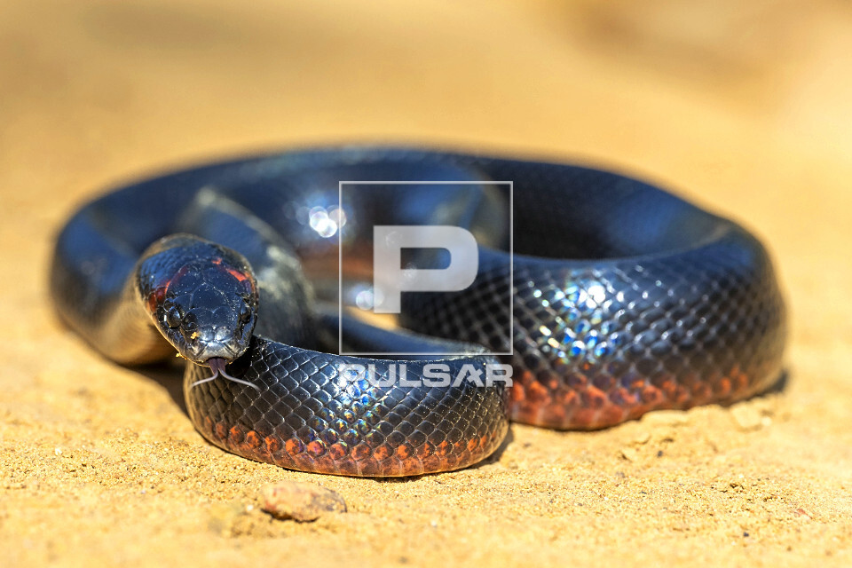 Cobra-preta - também conhecida como muçurana ou mussurana - rhachidelus ...