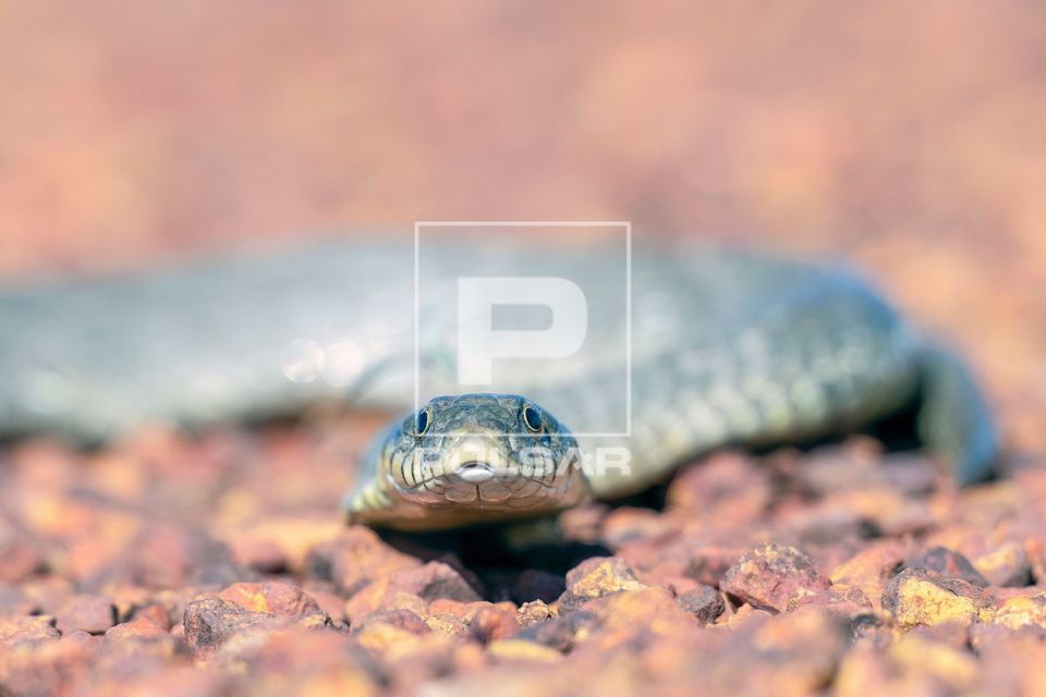 Serpente boipeva no Parque Nacional da Chapada dos Veadeiros - também ...
