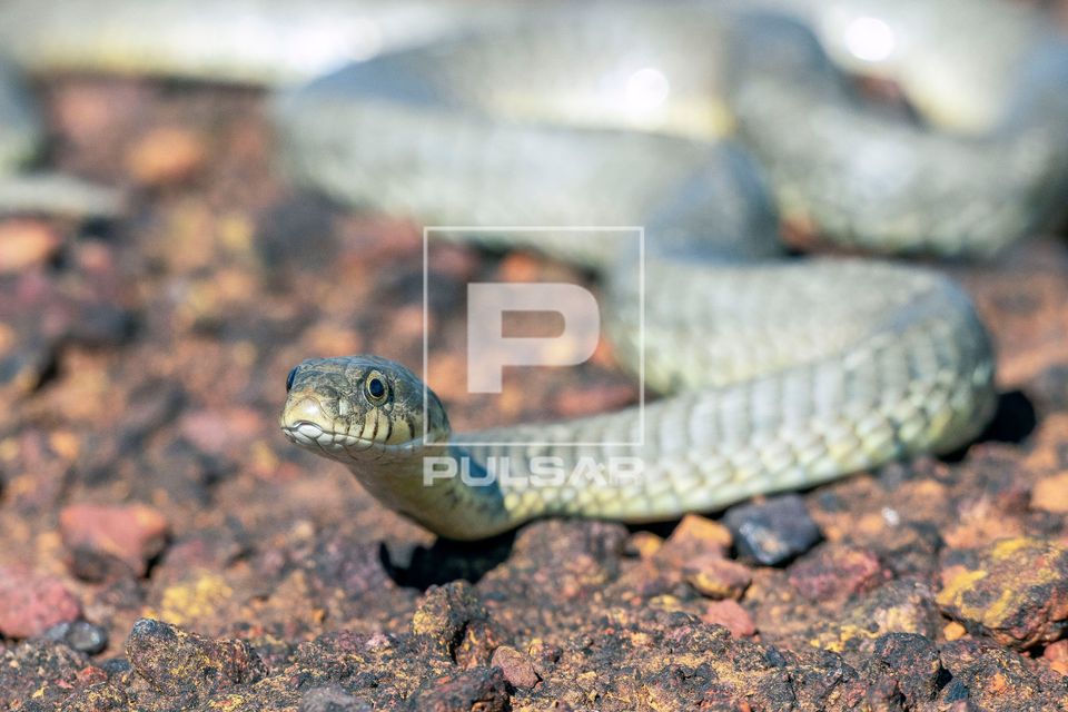 Serpente boipeva no Parque Nacional da Chapada dos Veadeiros - também ...