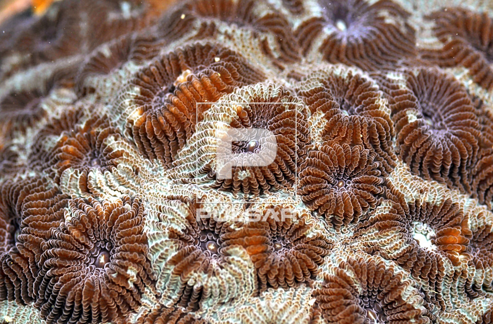 Coral Duro