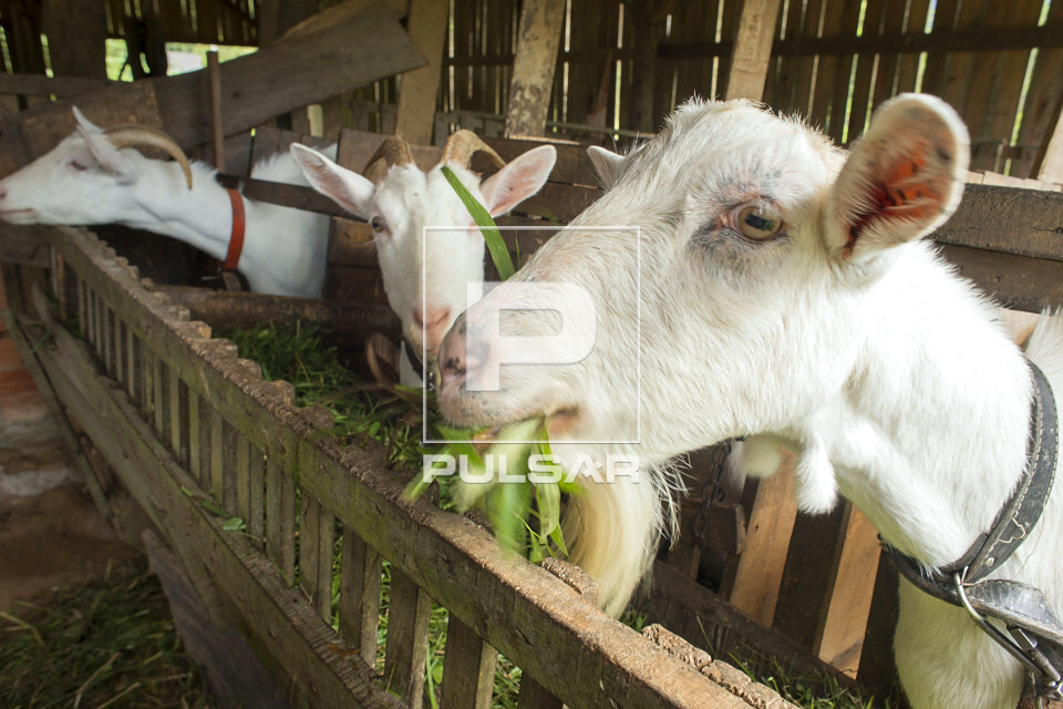 Racas De Cabras Leiteiras