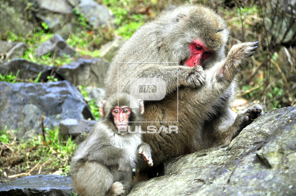 Fêmea e filhote de macaco-japonês no Jigokudani Monkey Park em ...