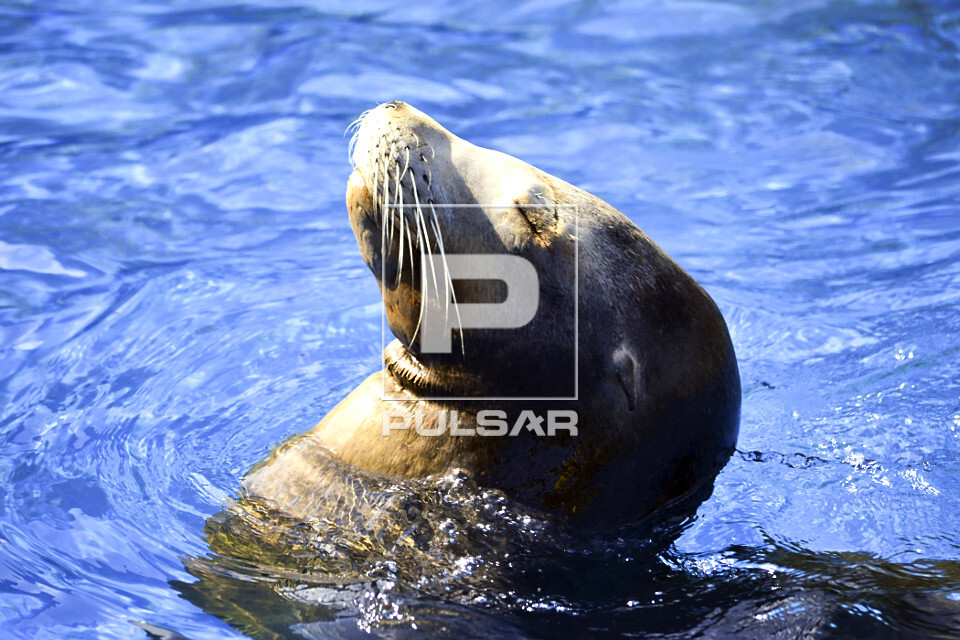 Animal Foca Nadando