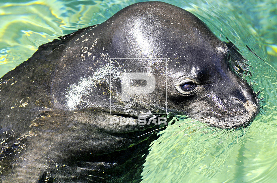 Imagem Foca Monge Havaiana Foca Monge Havaiana. Um Momento De Paz Numa
