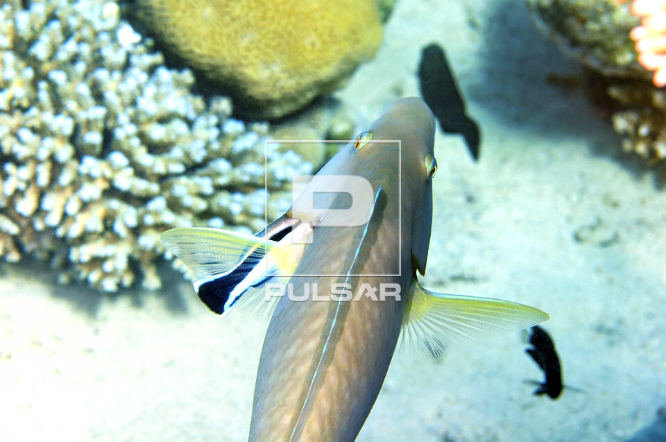 Bolha De Peixe Papagaio Peixe Papagaio : R/Damnthatsinteresting