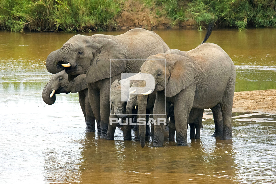 Cartaz De Agua Para Elefantes