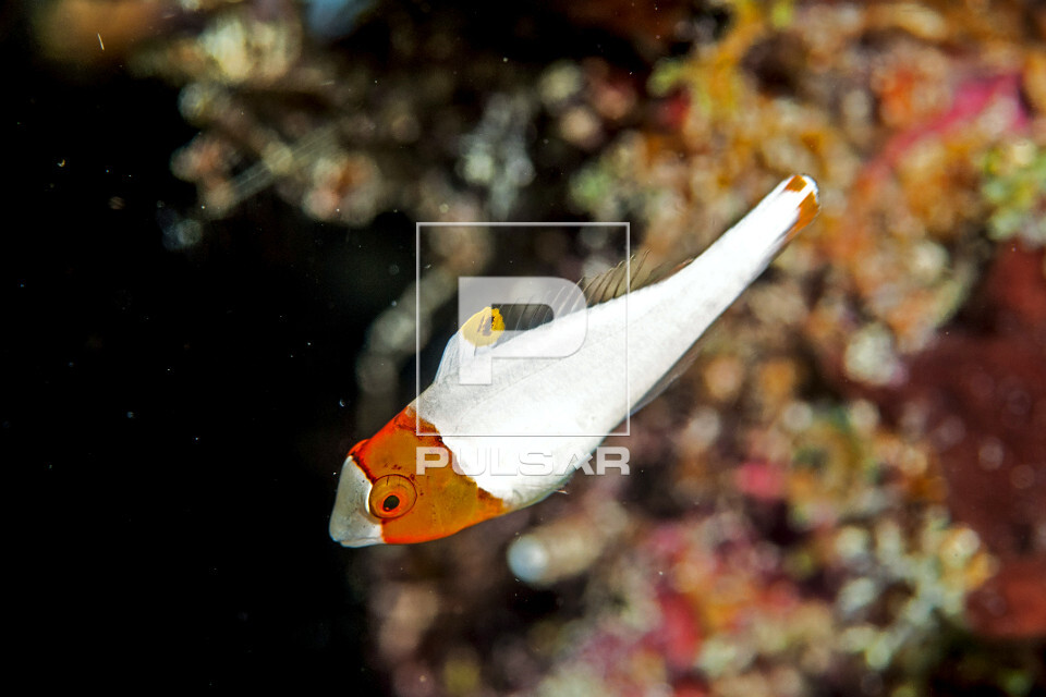 Princesa Peixe Papagaio Juvenil