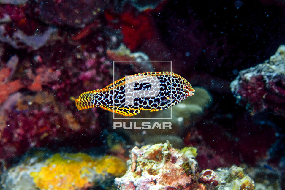 Peixe Leopardo