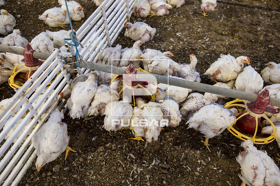 Granja para produção de frango para abate | Pulsar Imagens | Banco ...