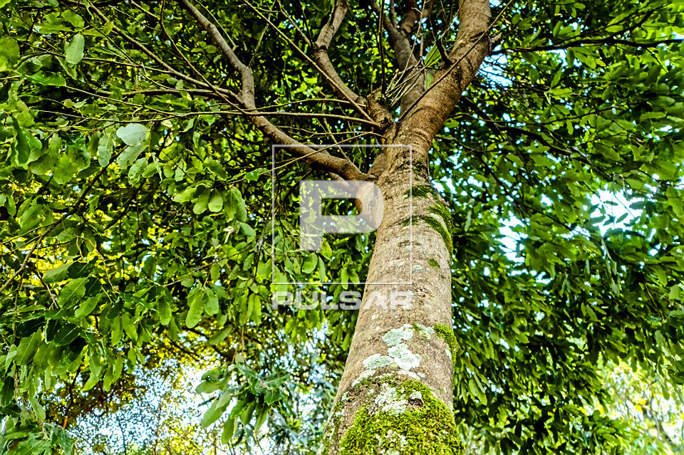 Árvore oiti - licania tomentosa | Pulsar Imagens | Banco imagens do Brasil