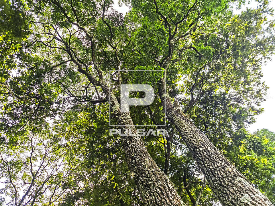 Peroba-rosa | Pulsar Imagens | Banco imagens do Brasil