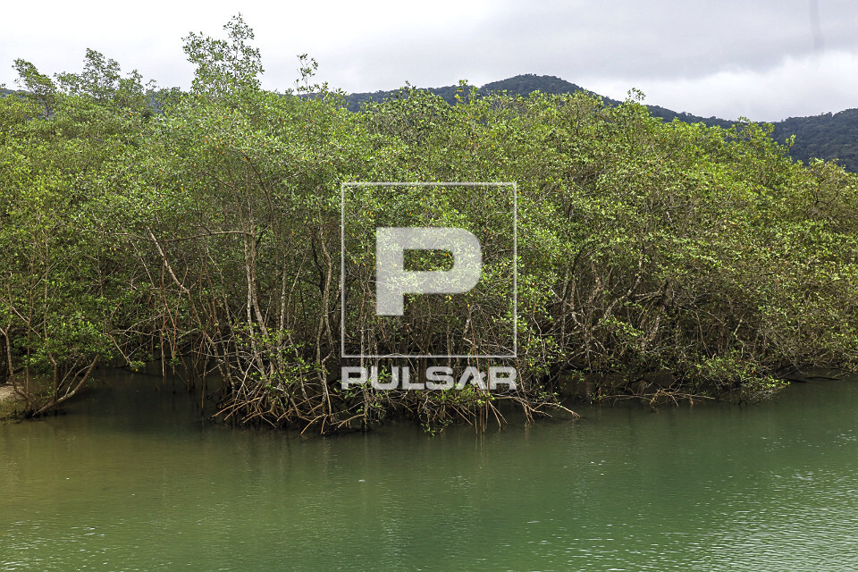 Vegetação de mangue nas margens do Rio Sahy - área de proteção ...