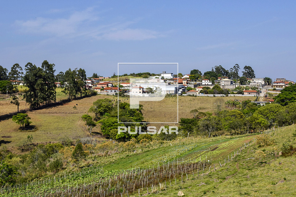 Plantação de tomate envarado em propriedade rural e ao fundo moradias ...
