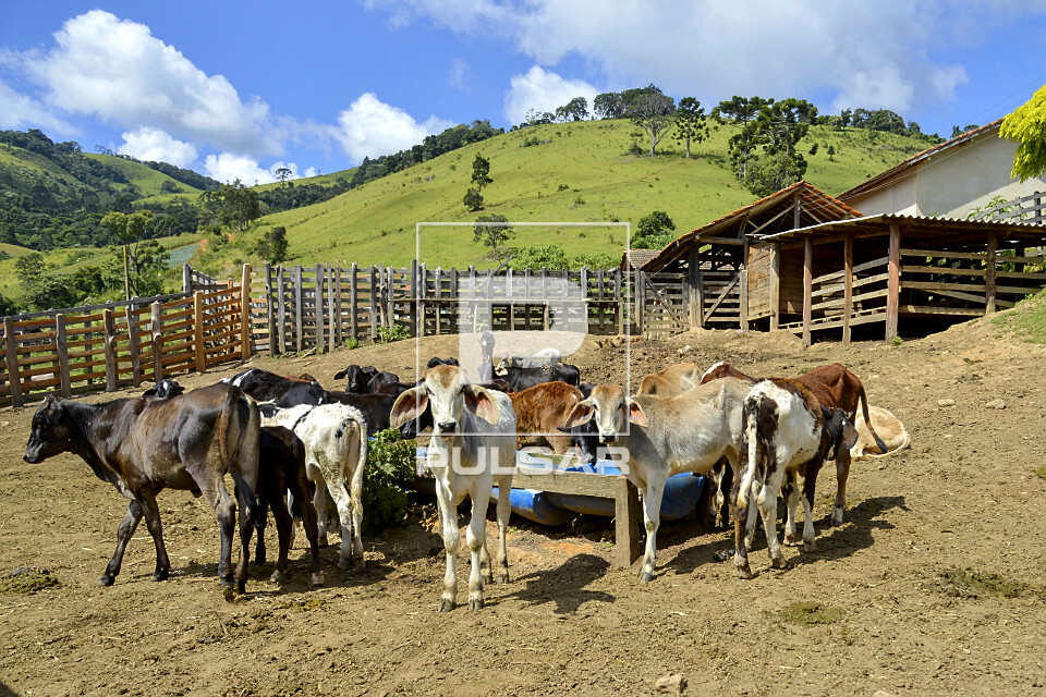 Bezerro Das Montanhas