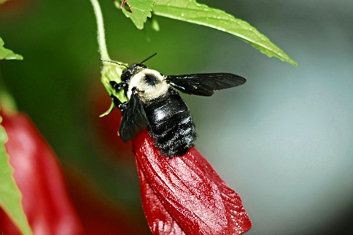 Mamangaba polinizando flor de mamoeiro - também conhecido como besouro ...