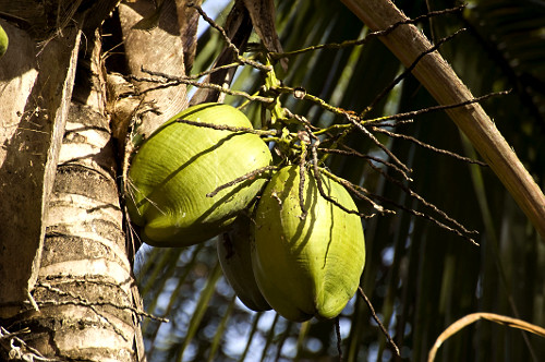 Coco amarelo e verde | Pulsar Imagens | Banco imagens do Brasil