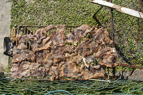 Indígena da etnia Kamayura aldeia Ipavu prepara tapioca em fogão a ...