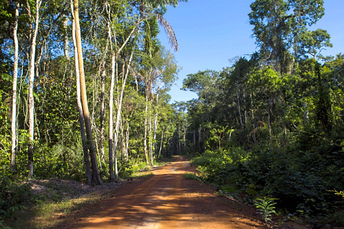 Estrada aberta no meio da floresta amazônica para acesso a torre de ...