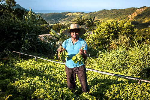 Vista de drone de produtor rural em plantação orgânica de verduras ...