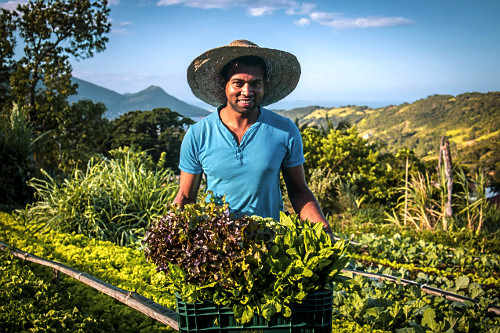 Vista de drone de produtor rural em plantação orgânica de verduras ...