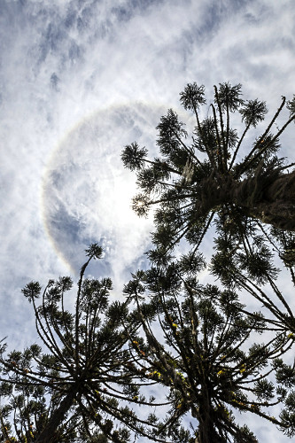 Halo Solar fenômeno óptico caracterizado pelo surgimento de um círculo ...