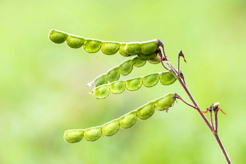 Planta denominada carrapicho ou pega-pega - | Pulsar Imagens | Banco ...