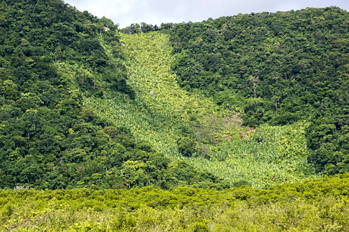 Plantação de bananas em encosta de mata atlântica | Pulsar Imagens ...