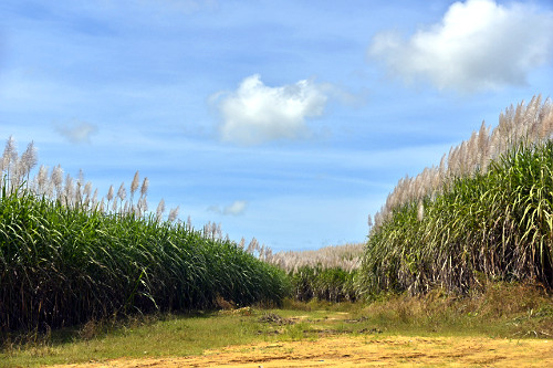 Floração de canavial | Pulsar Imagens | Banco imagens do Brasil