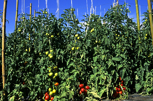 Tomate longa-vida | Pulsar Imagens | Banco imagens do Brasil