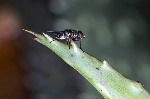 Asas De Mosca Domestica