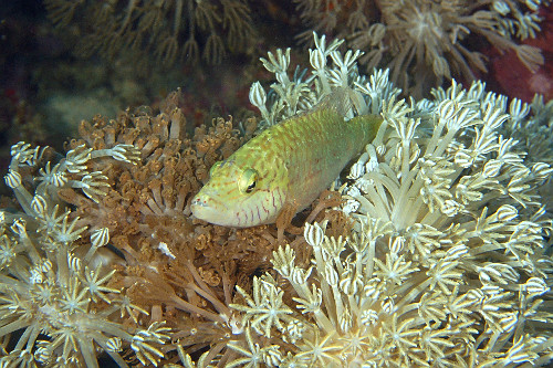 Tipos De Coral Xenia Xenia Konohana Sp. Nov. (Cnidaria, Octocorallia,