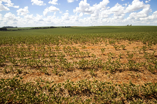 Plantação de soja com falha na germinação - baixa produtividade ...