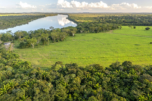 Vista de drone de floresta amazônica e área de pastagem de capim zuri ...