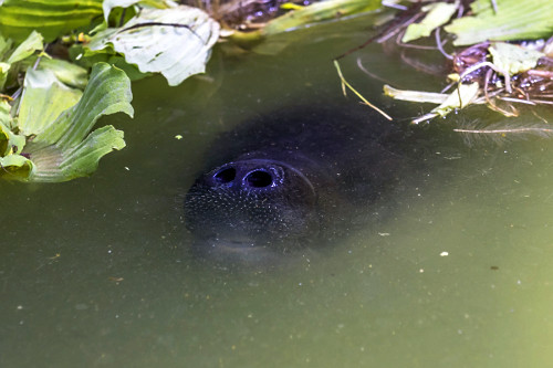 Filhote de peixe-boi-da-amazônia sendo alimentado em tanque no Bosque ...