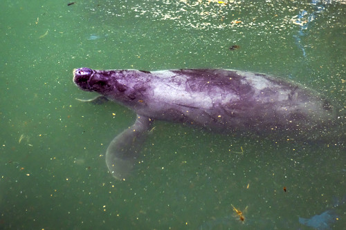 Filhote de peixe-boi-da-amazônia sendo alimentado em tanque no Bosque ...