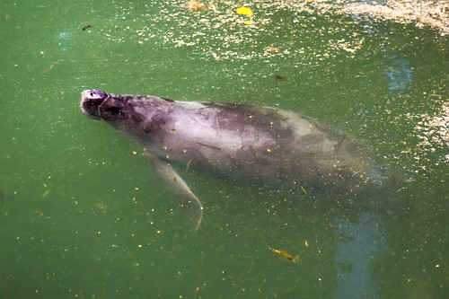 Filhote de peixe-boi-da-amazônia sendo alimentado em tanque no Bosque ...