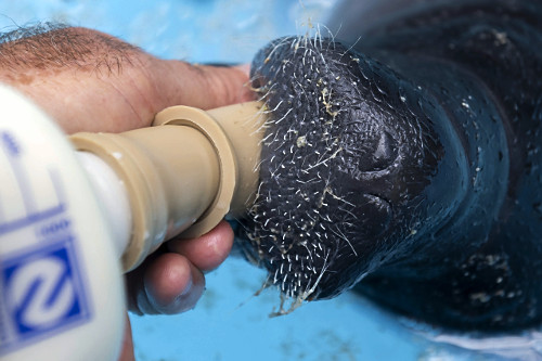 Filhote de peixe-boi-da-amazônia sendo alimentado em tanque no Bosque ...