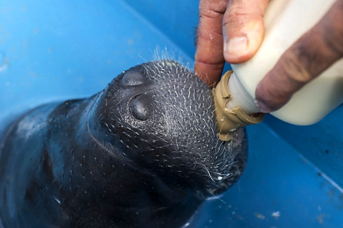 Filhote de peixe-boi-da-amazônia sendo alimentado em tanque no Bosque ...