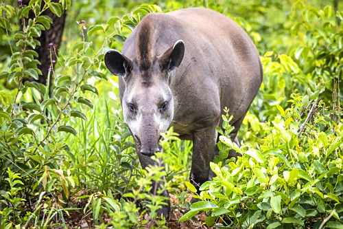 Anta - Parque Nacional das Emas | Pulsar Imagens | Banco imagens do Brasil