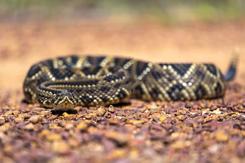 Cobra cascavel Parque Nacional da Chapada dos Veadeiros | Pulsar ...