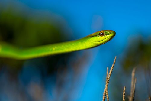 Serpente boipeva no Parque Nacional da Chapada dos Veadeiros - também ...